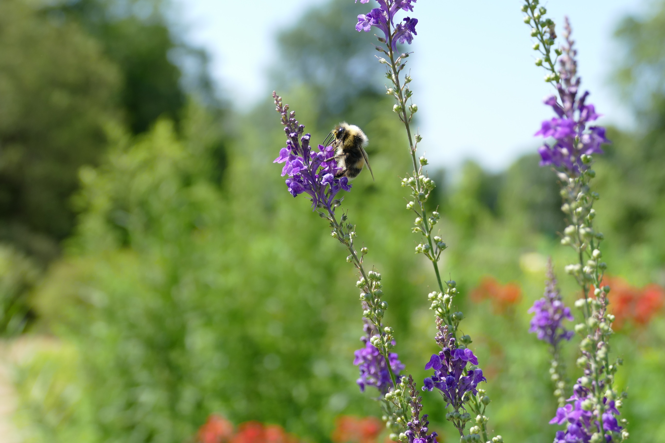 Our gardens | St Hilda's College Oxford